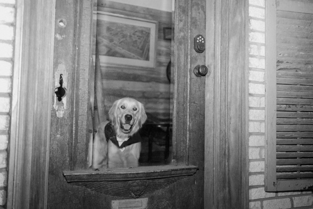 Sekrit Theater Enchanting Puppy Proposal - juliadavisco.com